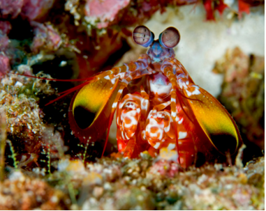 Be the shrimp – Elephants in the Room